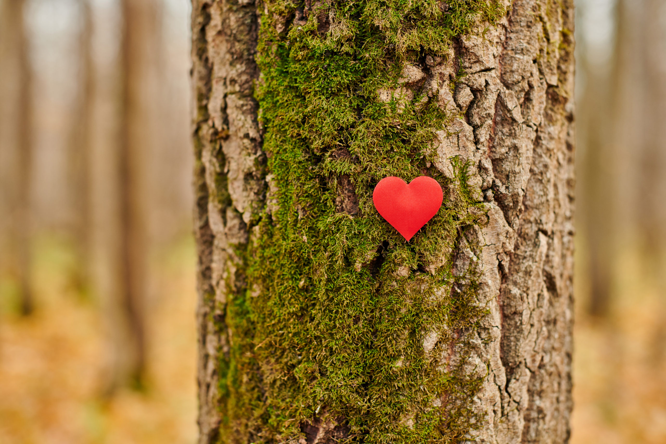 heart.tree_.original1-scaled.jpg