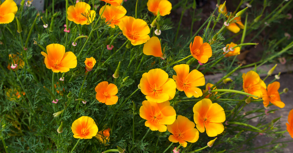 cropped-shutterstock_1819919708-1.jpg